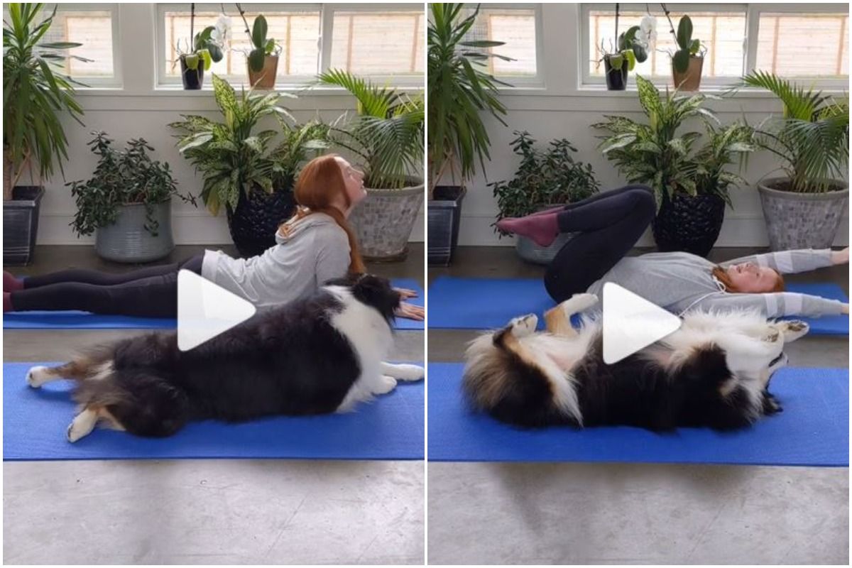 Viral Video: This Adorable Dog Doing Yoga With its Owner Will Make Your ...