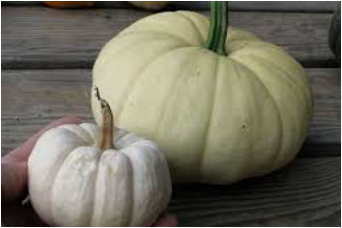 White Pumpkin Benefits In Hindi white-pumpkin-benefits-in-hindi