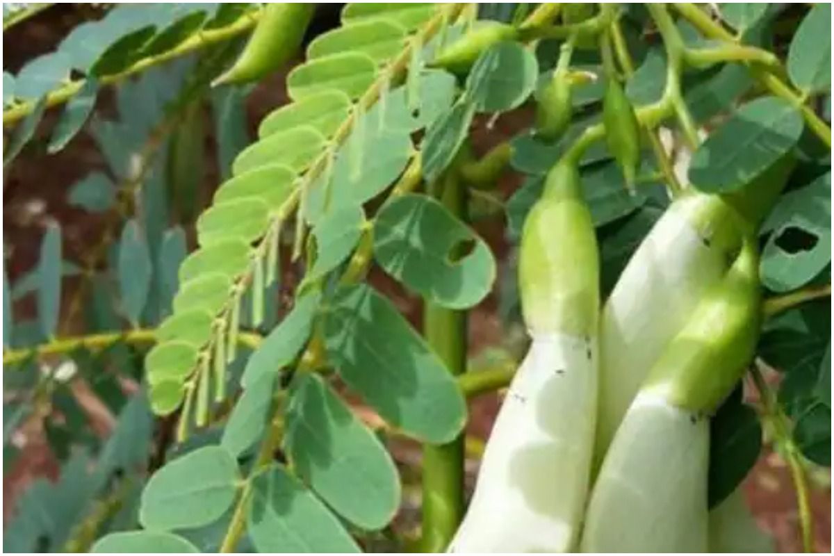 Agathi Leaves Benefits: कोरोना काल में हर जगह हो रही है अगेती के पत्तों ...