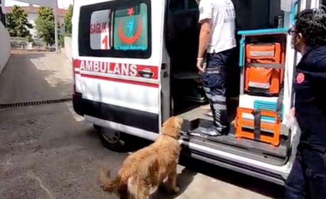 Viral Video: Pet Dog Follows His Owners Ambulance, Patiently Waits ...