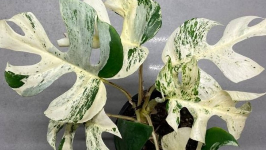 Rare Plant With 8 Leaves Sells For an Insane Amount in Bizarre Auction ...
