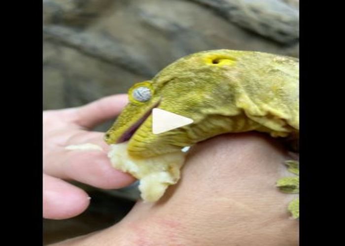 Lizard Eating Banana: किसी छिपकली को केला खाते देखा है? Viral Video ...