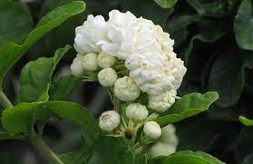 Mogra Flower Benefits For Skin: बालों की खूबसूरती बढ़ाने के साथ ही ...