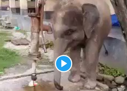 Viral Video: Baby Elephant Operates Hand Pump on Its Own to Drink Water ...