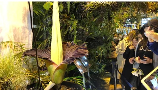 Endangered Giant Flower That Emits Rotten Meat-like Smell Blooms in ...