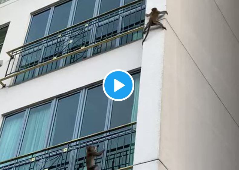 This Video of Two Monkeys Playing and Sliding Down a Building