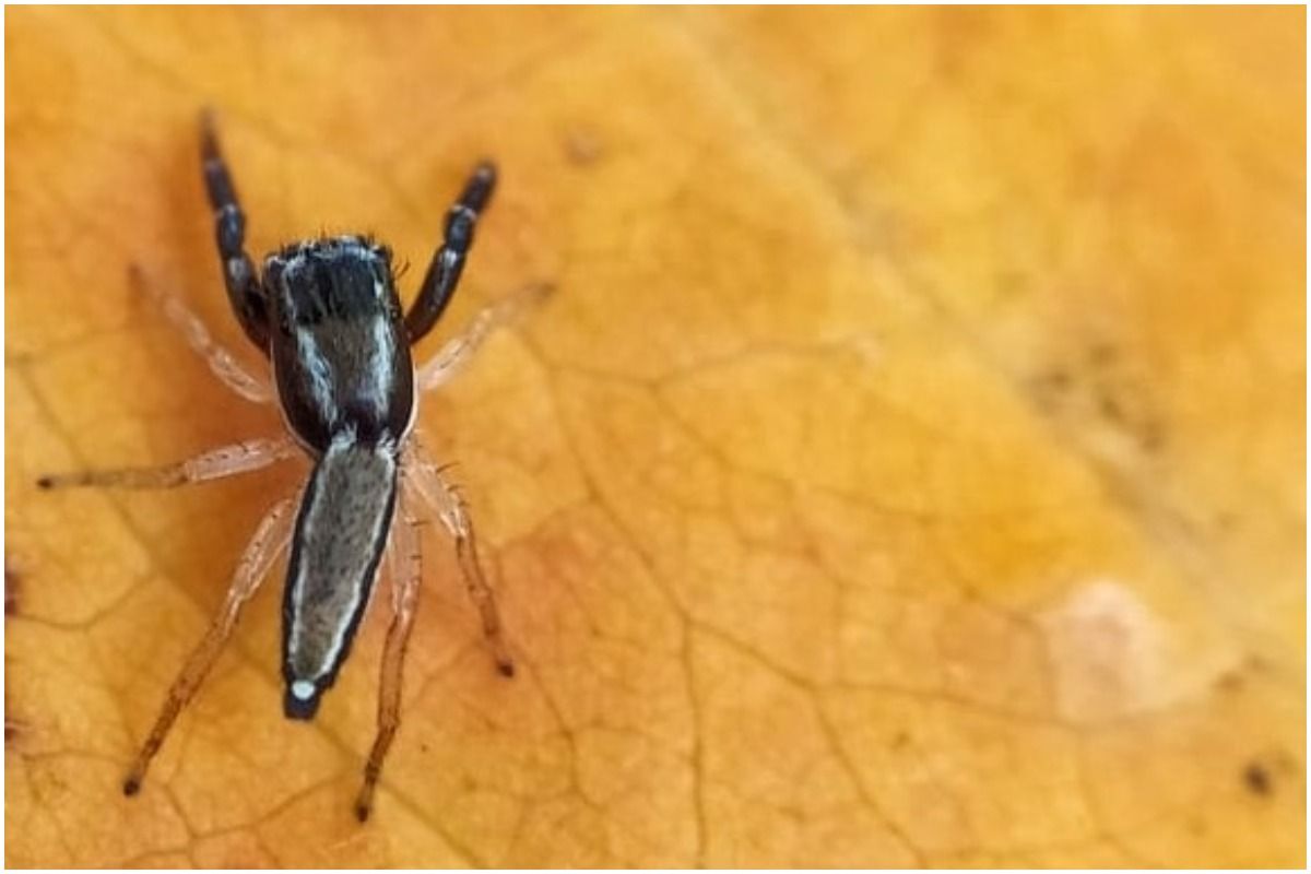 Icius Tukarami: New Spider Species Named After 26/11 Martyr Who Caught ...