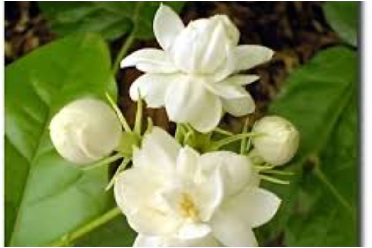 Mogra Flower Benefits For Skin: बालों की खूबसूरती बढ़ाने के साथ ही ...