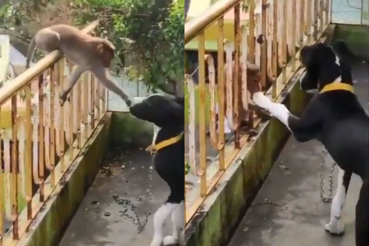 Viral Video: This Monkey Kissing His Dog Friend's Paw is the Best ...