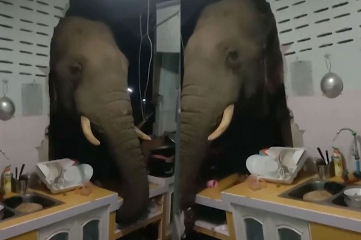 Video of Hungry Elephant Crashing Inside a Kitchen to Look for Food is ...