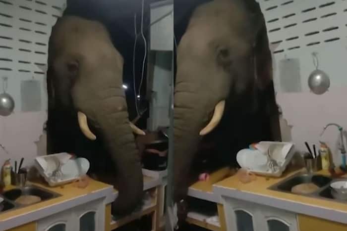 Video of Hungry Elephant Crashing Inside a Kitchen to Look for Food is ...