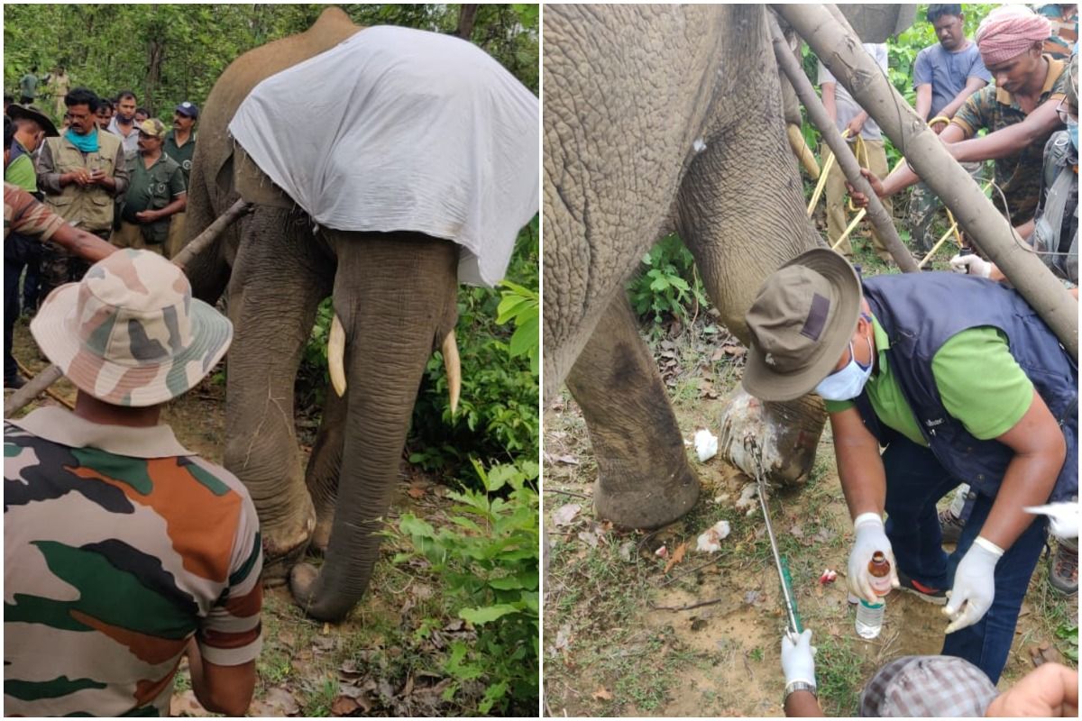 Injured Elephant Tranquilized, Iron Chain Removed From Leg After 10 ...