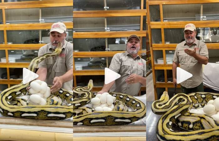 Viral Video: Zookeeper Gets Bitten by Python 'Right on the Face' While ...