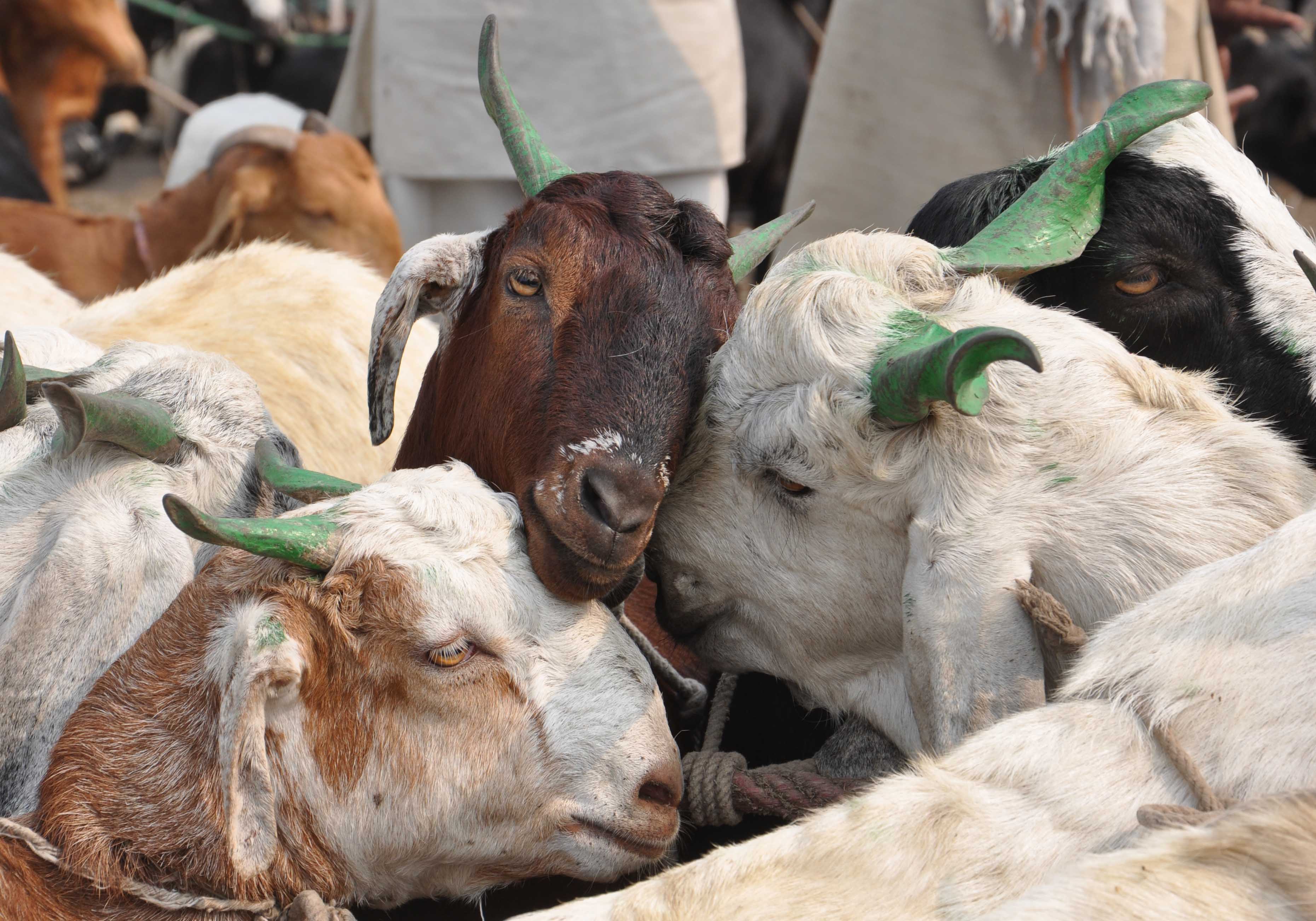 No Sacrificing Banned Animals, No Gatherings of Over 50: UP Govt Issues ...