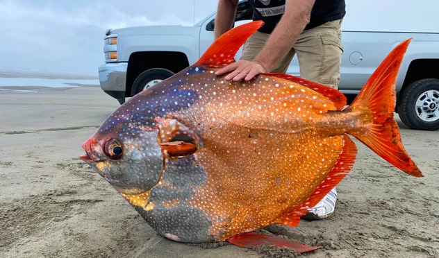 Unusually Rare & Stunning Moonfish Weighing 45 Kg Washes up On US Beach ...