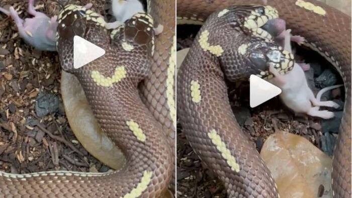 Viral Video of This Two-Headed Snake Swallowing 2 Mice Together Will ...
