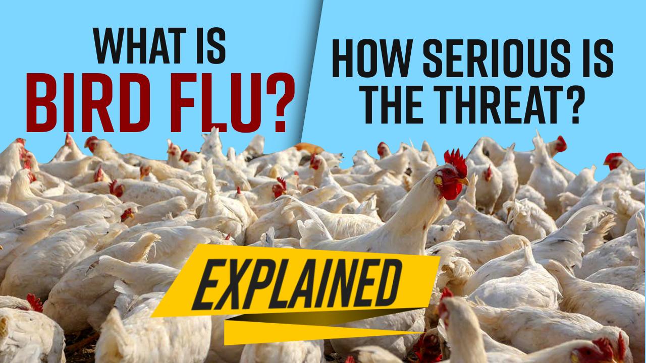 Bird Flu Explained: Symptoms, Risk Factors And More by Dr. Ankita ...