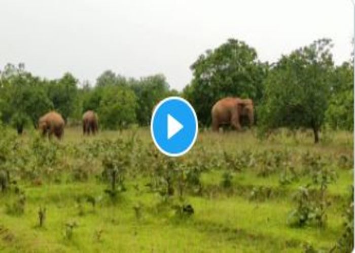 Elephant Viral Video: हाथी की चिंघाड़ सुन भूल जाएंगे शेर की दहाड़ ...