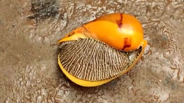 Rare & Giant Snail Spotted on Banks of Godavari River in Andhra Pradesh ...