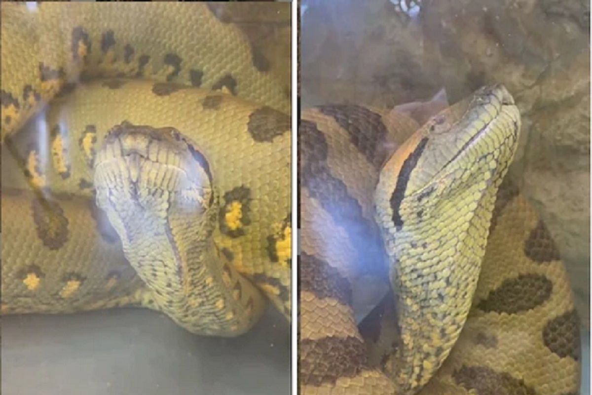 WATCH: This Anaconda Loves Being Underwater, Video Viral With Over 1 ...