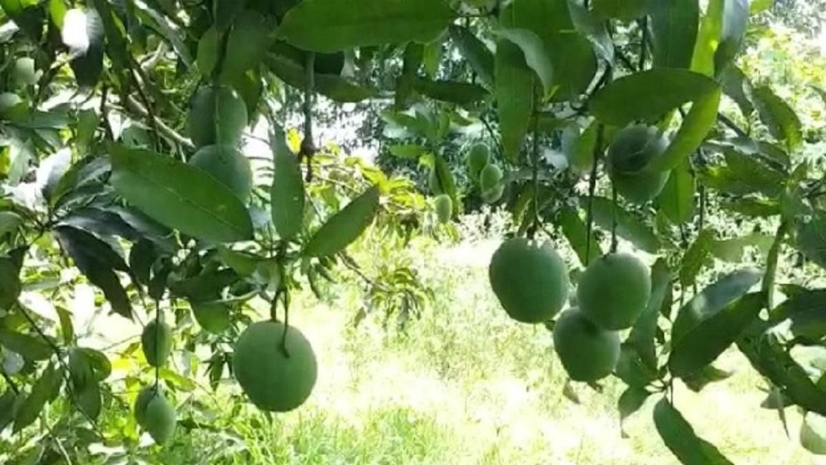 This Single Mango Tree Has 121 Varieties of The Fruit in UP's ...