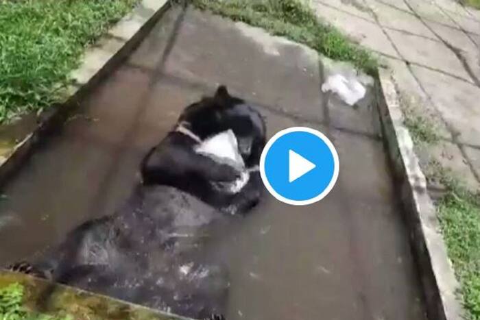 Viral Video: Himalayan Black Bear Beats the Heat With Block of Ice ...