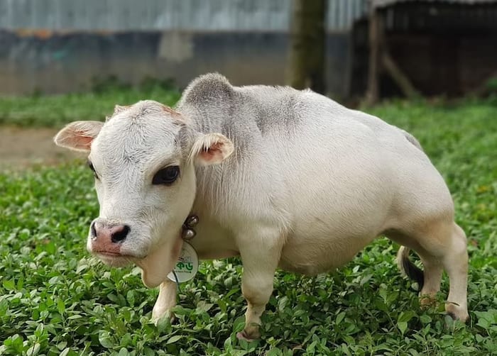 Meet Rani — A 51 Centimeter Tall Dwarf Cow That's Become a New ...
