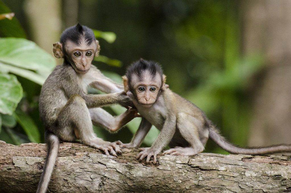 Monkey B Virus: Who are at Risk? Know Its Symptoms, Prevention ...