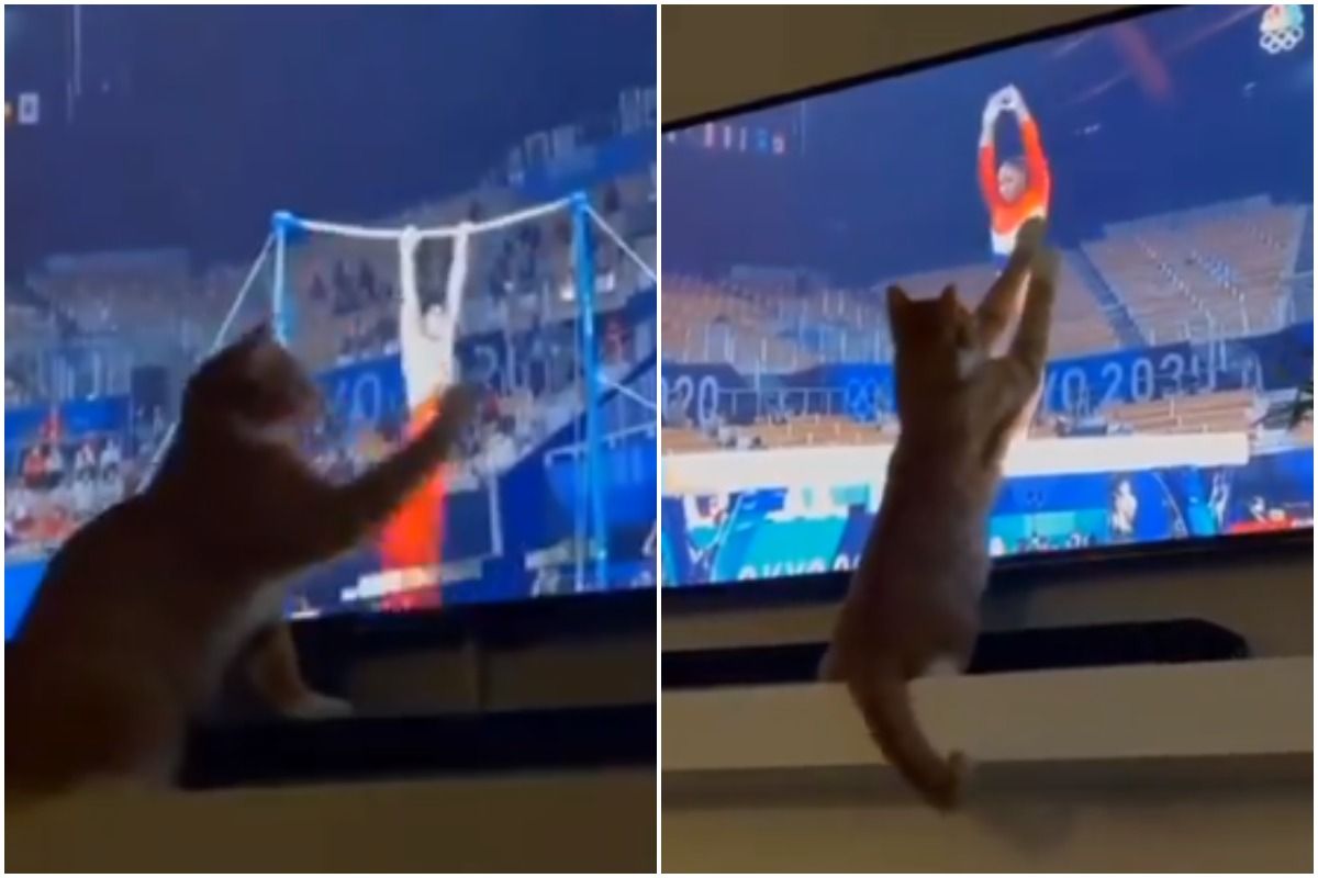 Viral Video: Cat Curiously Watches Gymnasts Perform at Tokyo Olympics ...