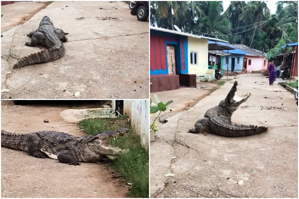Crocodile On Road: कर्नाटक के एक गांव में सड़क पर टहलता दिखा विशालकाय ...