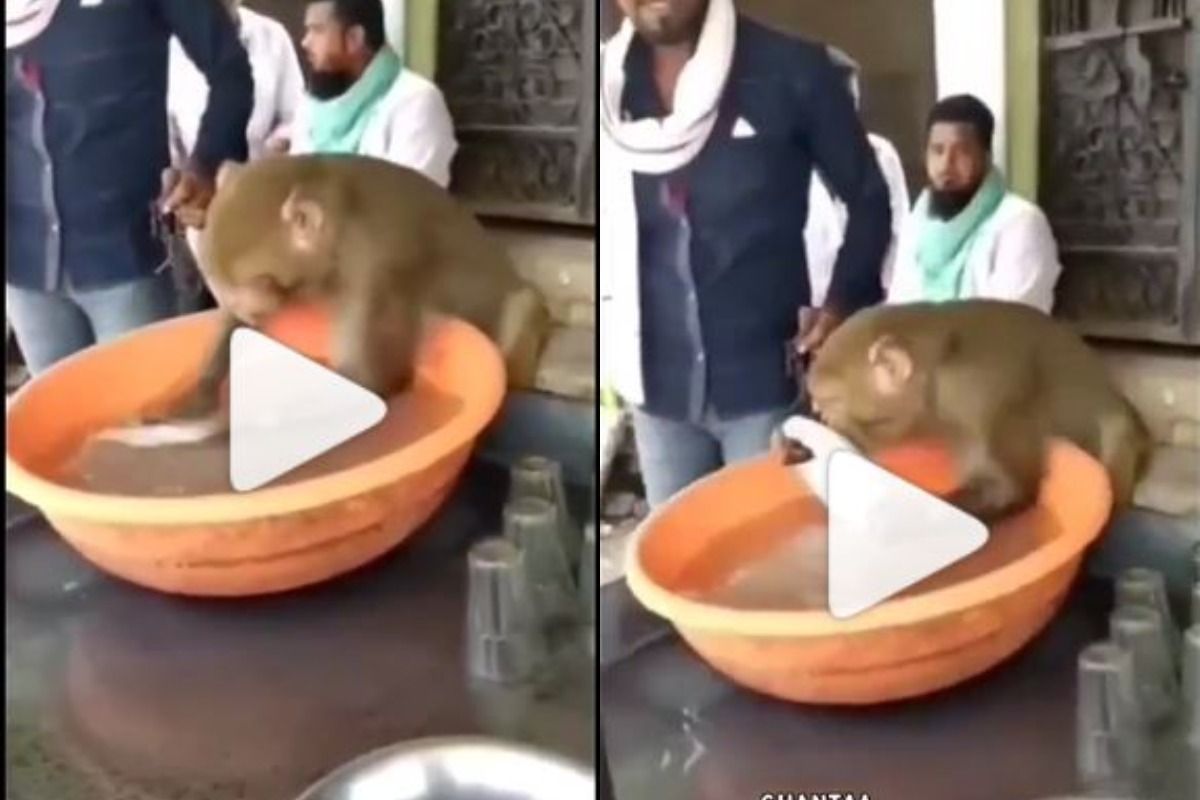 Video of a Monkey Washing Utensils at a Tea Stall Goes Viral, Netizens ...