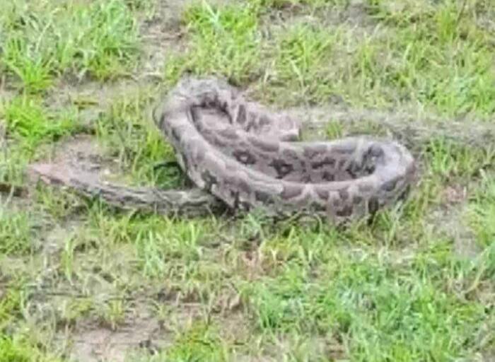 Odisha Fisherman Catches 7-Feet-Long Python in His Fishing Net, Later ...
