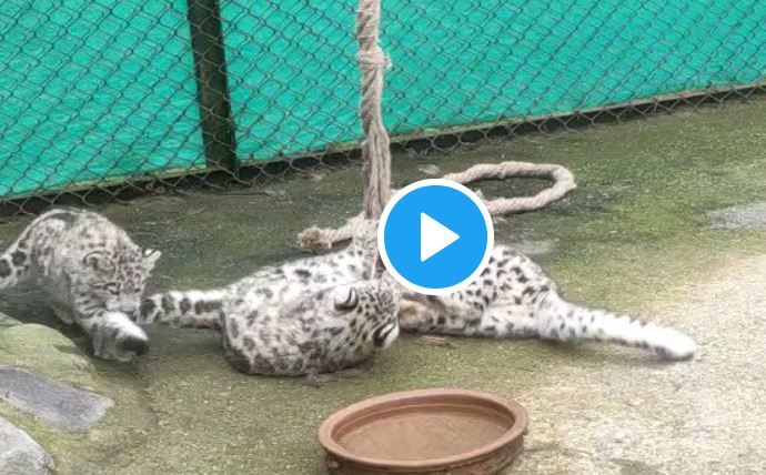 This Video of Three Snow Leopard Cubs Playing at a Zoological Park is ...