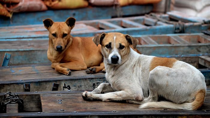 Stray Dog Menace: What Noida Is Doing To Curb Dog Bite Incidents?