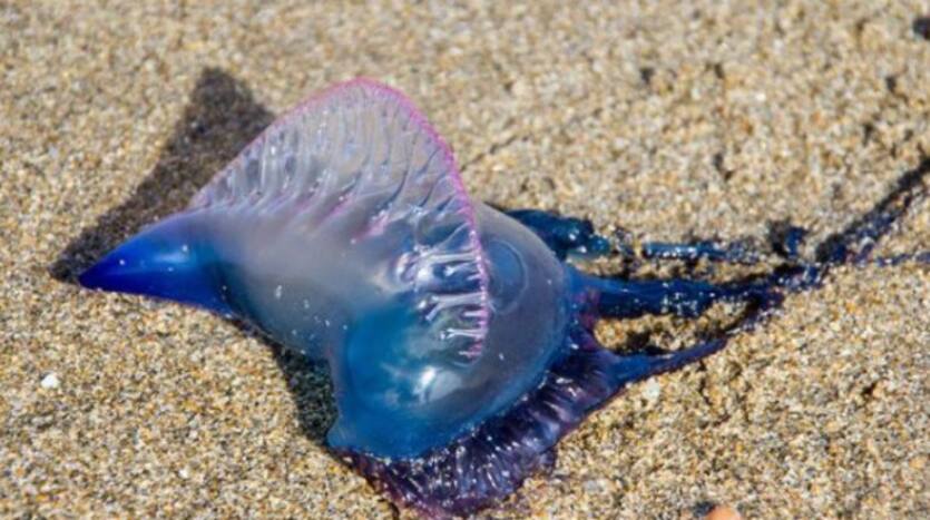 Beautiful But Poisonous Blue Bottle Jellyfish Spotted at Mumbai