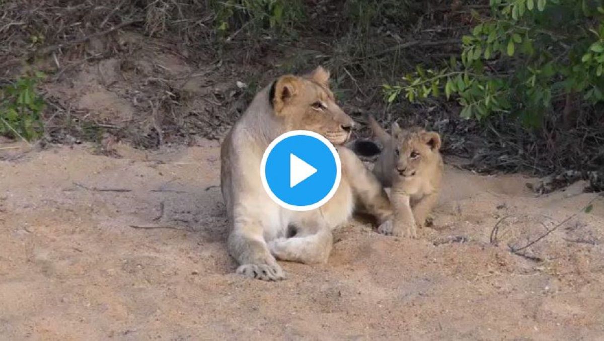 Viral Video: Adorable Baby Lion Cuddles With Mother, Netizens Say Aww