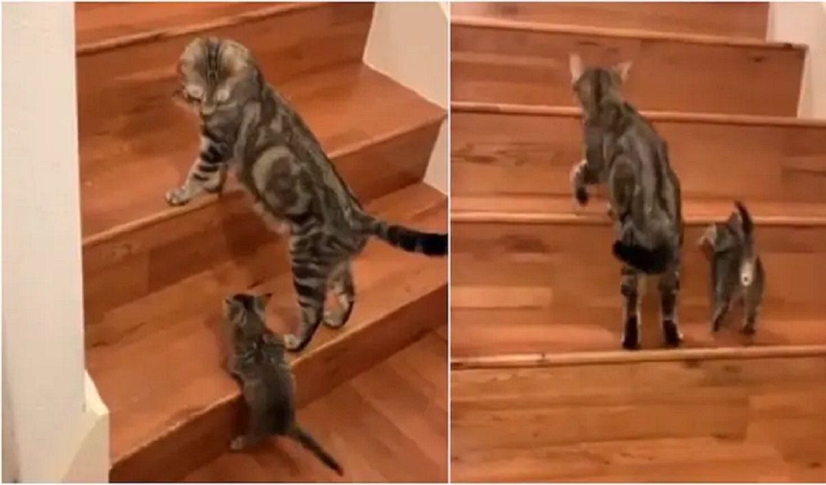 Viral Video: Cute Cat Teaches Her Little Kitten How To Climb Stairs | Watch