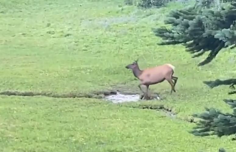 This Video of a Deer Having a Fun Time Jumping and Playing in a Rain ...
