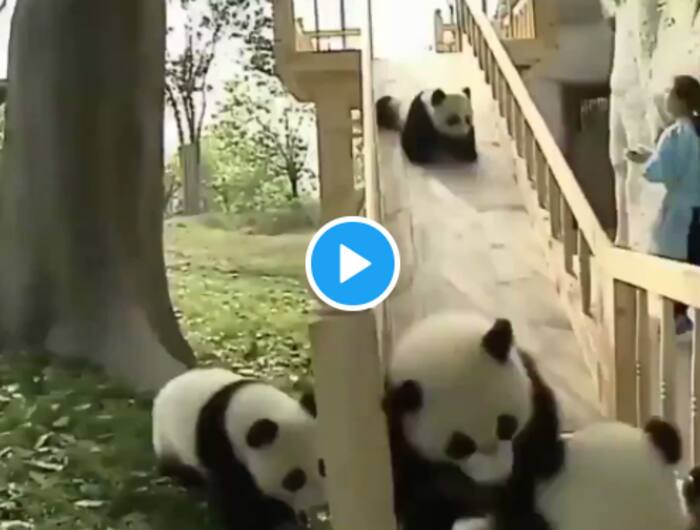 Viral Video: This Super Cute Video of Pandas Playing on a Slide Will ...