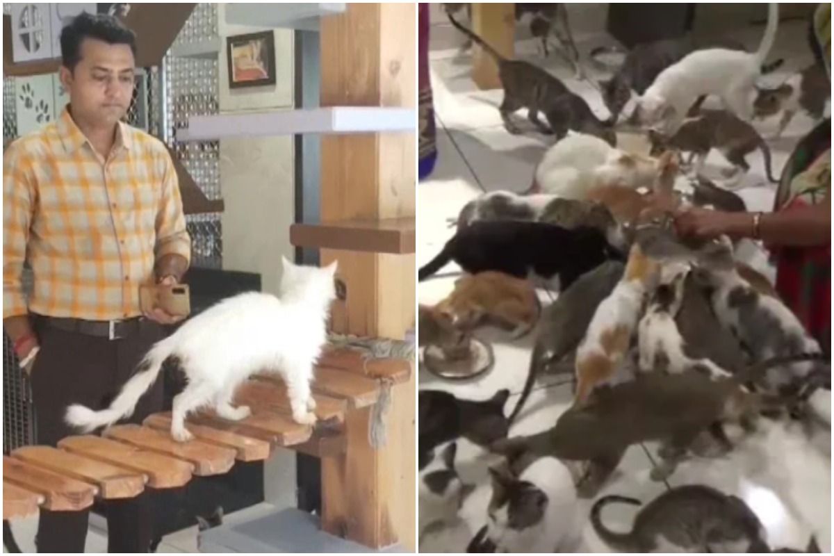 Gujarat Man Opens Cat Garden Equipped With AC Rooms & Mini Theatre to ...