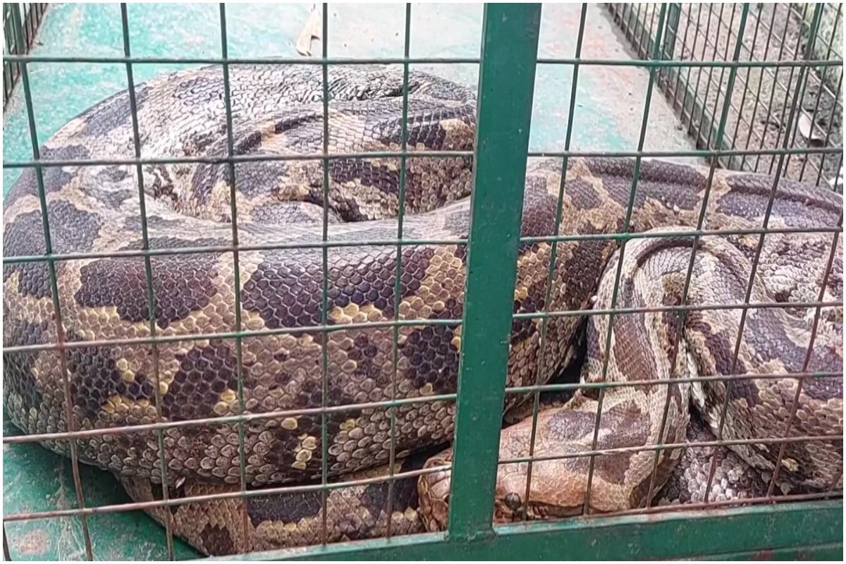 Bandar Ko Nigal Gaya Ajgar: जिंदा बंदर को निगल मुश्किल में फंसा ये अजगर ...