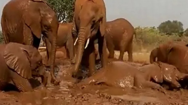 Viral Video: Elephants Enjoy Pool Party, Have Fun Bathing & Playing in ...