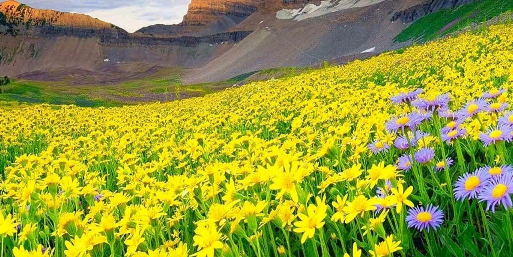 5 Breathtaking Flower Valleys in India We Bet You Did Not Know About