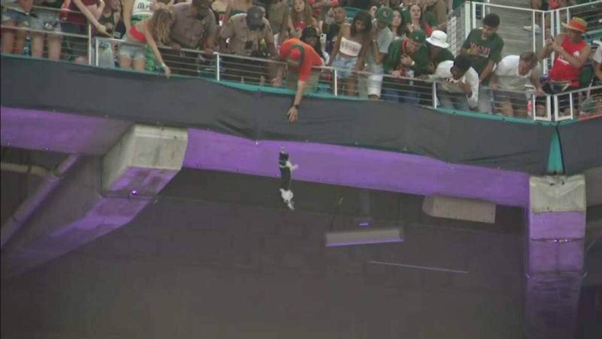 Viral Video: Football Fans Use American Flag to Save a Falling Cat at ...