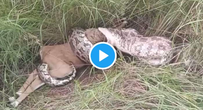 Viral Video: Giant Python Swallows Whole Deer in Rajasthan, Brave ...