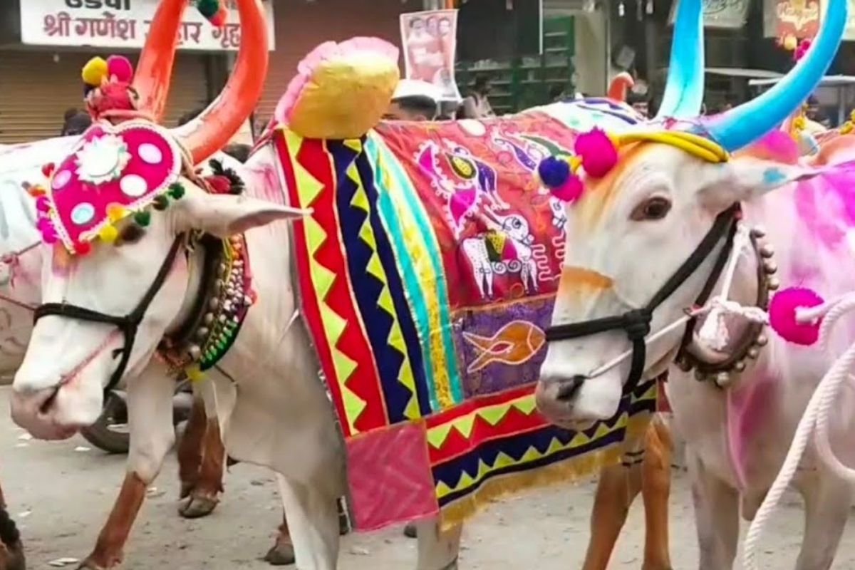 Bail Pola 2021 Bail Pola 2021