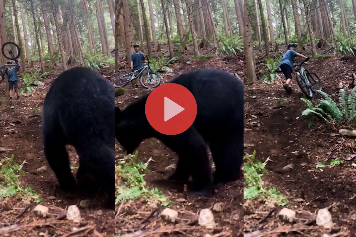 Bhalu Ka Hamla: जंगल में खतरनाक भालू से हो गया सामना, शख्स भागा तो पीछे पड़ गया | Viral हुआ Video