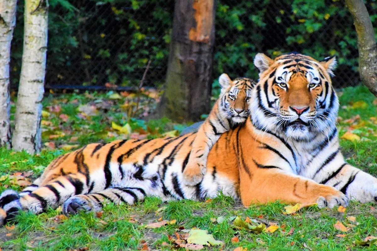 Rajaji Tiger Reserve Now Opened For Safari Throughout The Year - Start ...