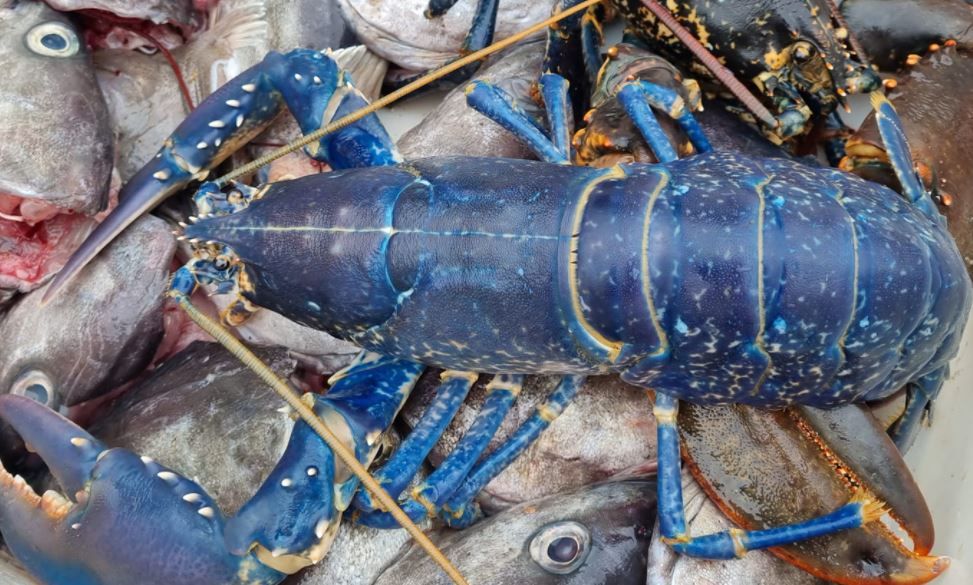 Rare One-in-two Million Blue Lobster Found By Fisherman, See Pics Here