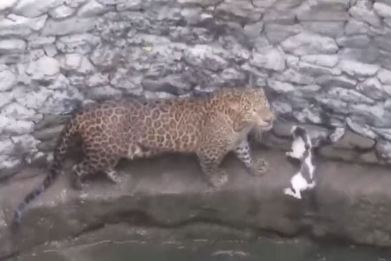 Video of Thrilling Fight Between Cat and Leopard Goes Viral; WATCH to ...